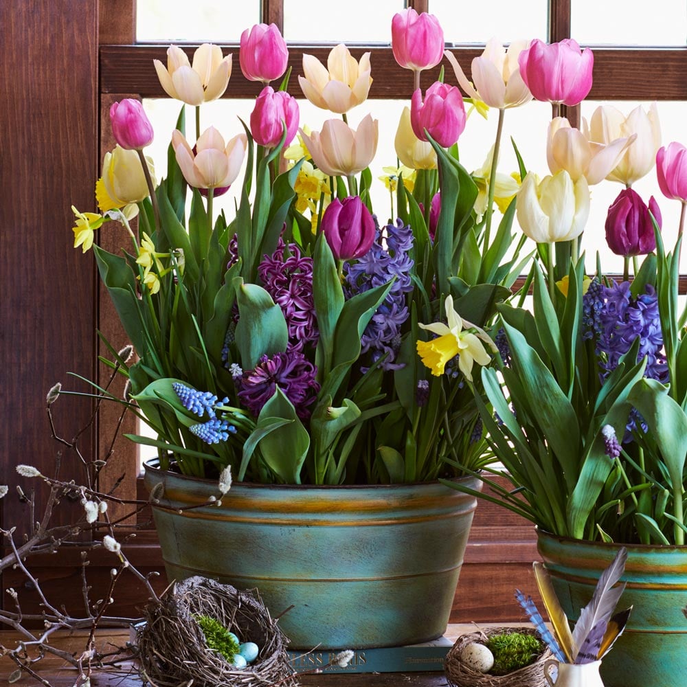 Ode to Joy Bulb Collection | White Flower Farm