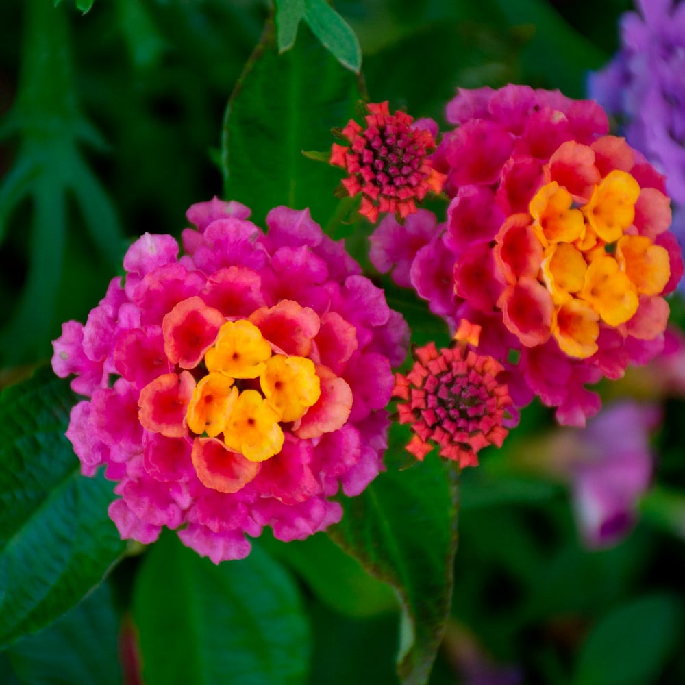 Lantana camara Landmark™ Rose Sunrise | White Flower Farm