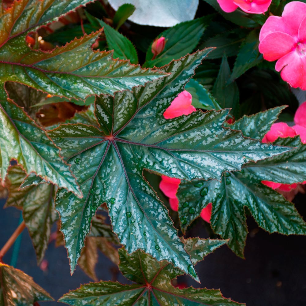 Begonia 'Gryphon' | White Flower Farm