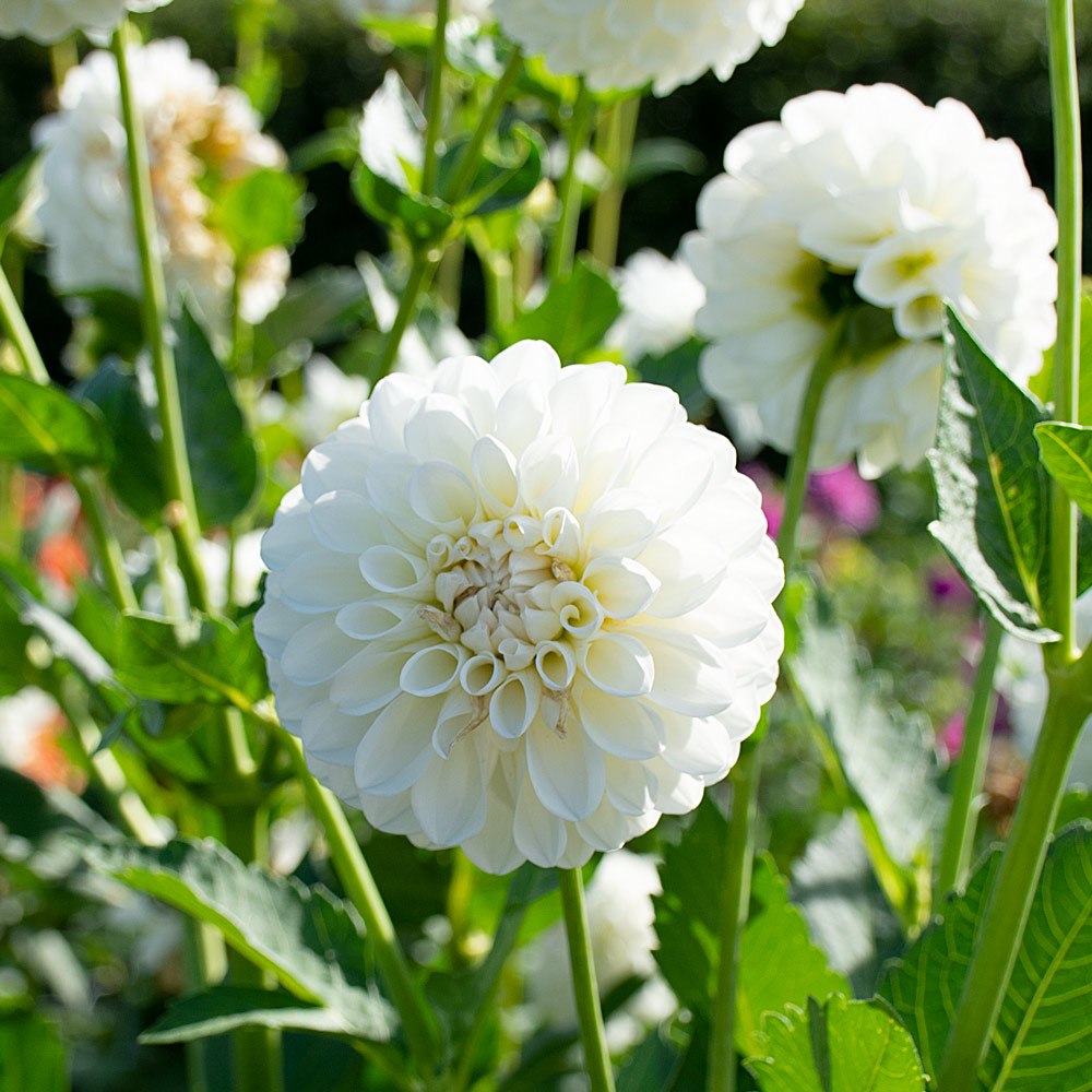 Dahlia 'Boom Boom White'