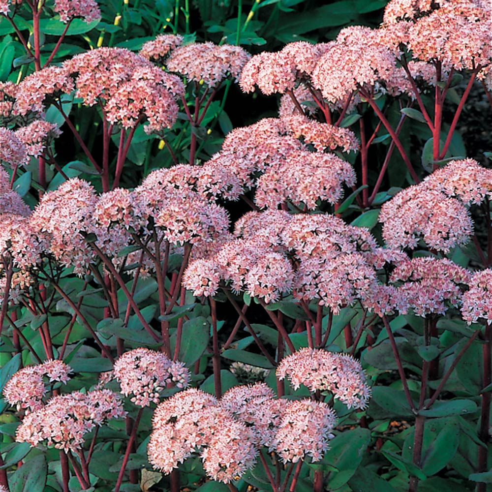Stonecrop | White Flower Farm