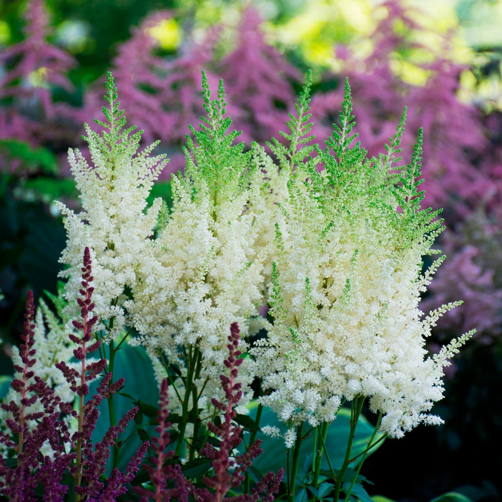 Astilbe x arendsii 'White Gloria' | White Flower Farm