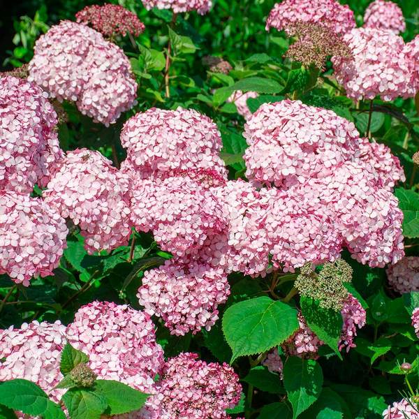 Hydrangea arborescens Incrediball® Blush | White Flower Farm