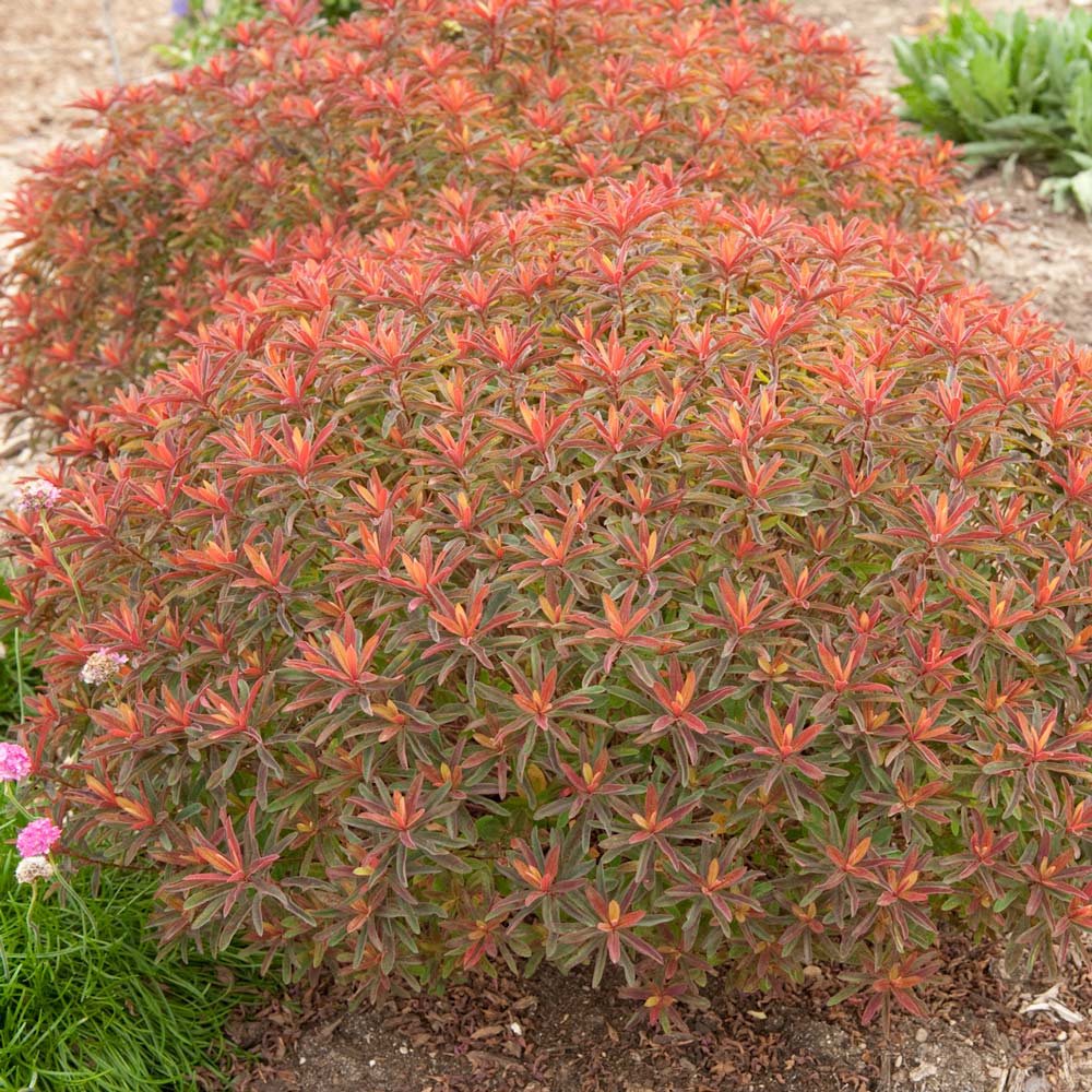 Euphorbia polychroma 'Bonfire' | White Flower Farm