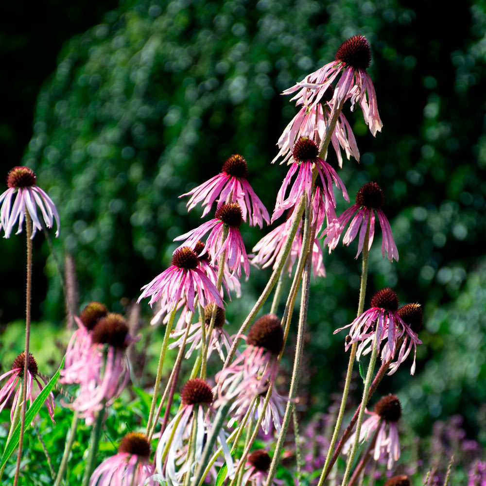 Echinacea pallida | White Flower Farm