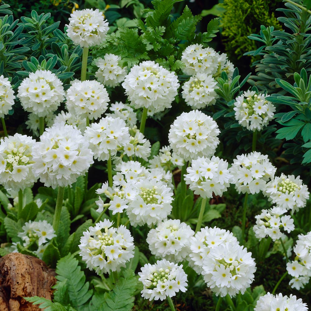 Primula denticulata 'Alba' | White Flower Farm