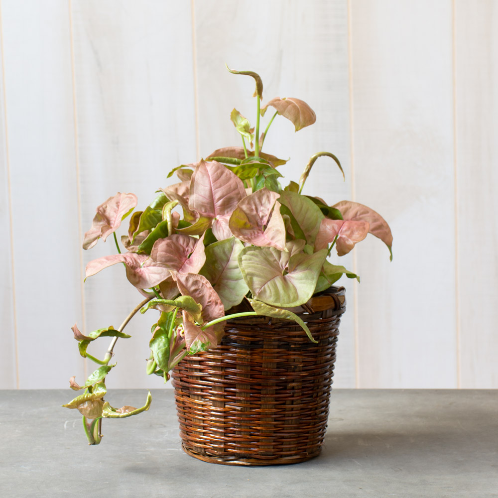 Syngonium 'Neon Robusta' | White Flower Farm