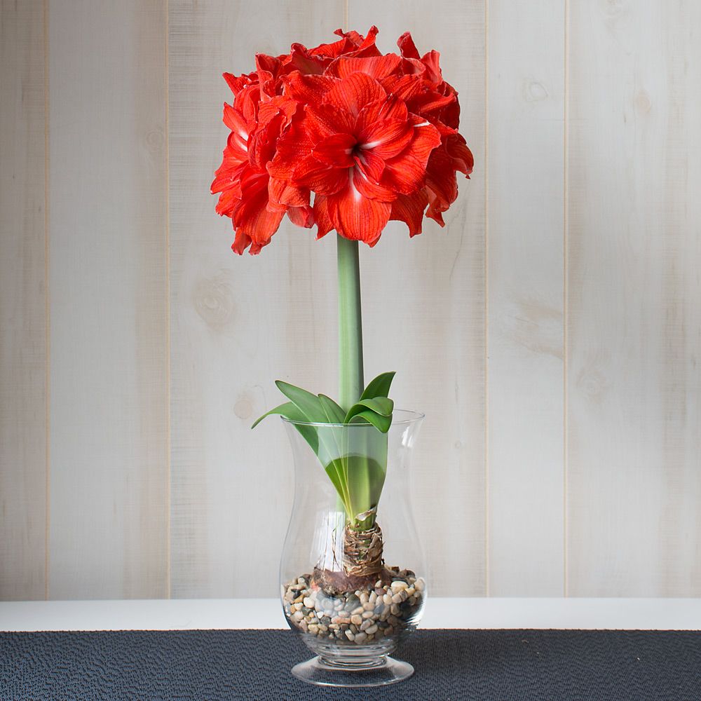Amaryllis 'Double Circus' | White Flower Farm