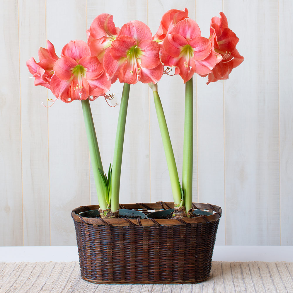Amaryllis 'Rosalie' | White Flower Farm