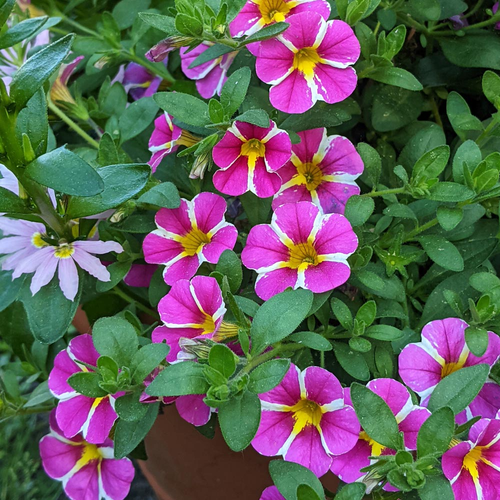 Calibrachoa MiniFamous® Uno Pink Star | White Flower Farm
