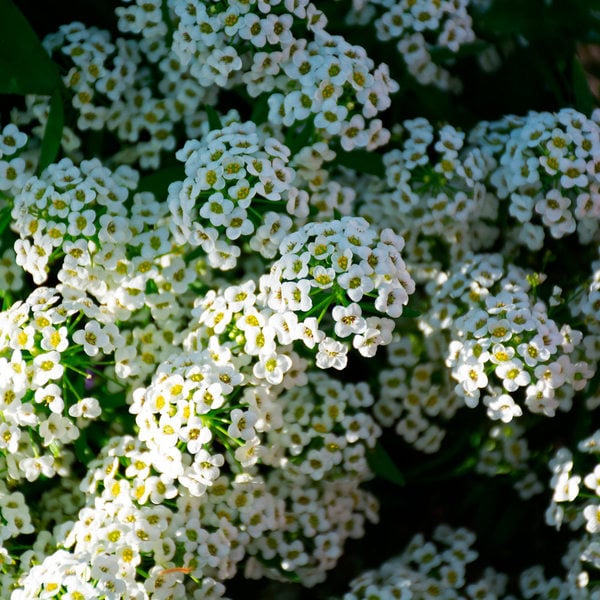 Lobularia Silver Stream™ | White Flower Farm