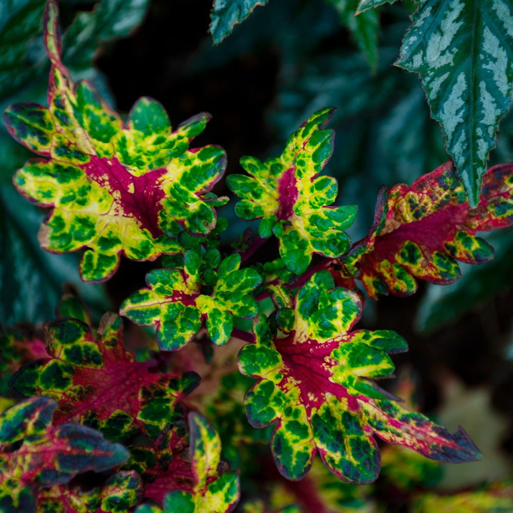 Coleus 'Tickled Pickle' | White Flower Farm