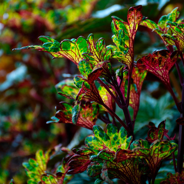 Coleus 'Tickled Pickle' | White Flower Farm