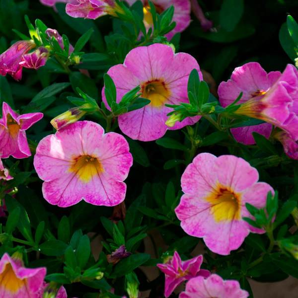 Calibrachoa Rainbow ‘Parisian Pink’ | White Flower Farm