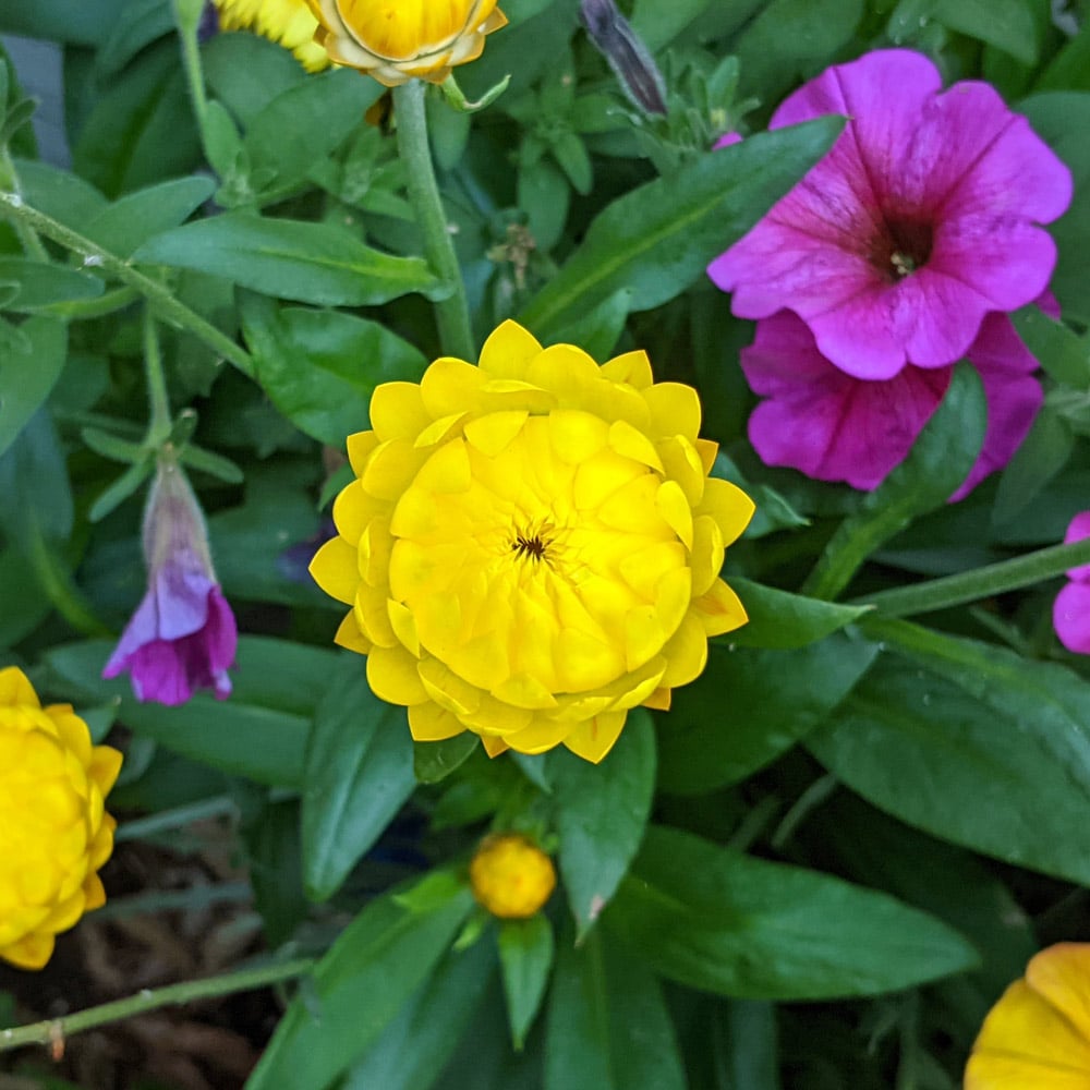 Bracteantha Granvia® Gold | White Flower Farm