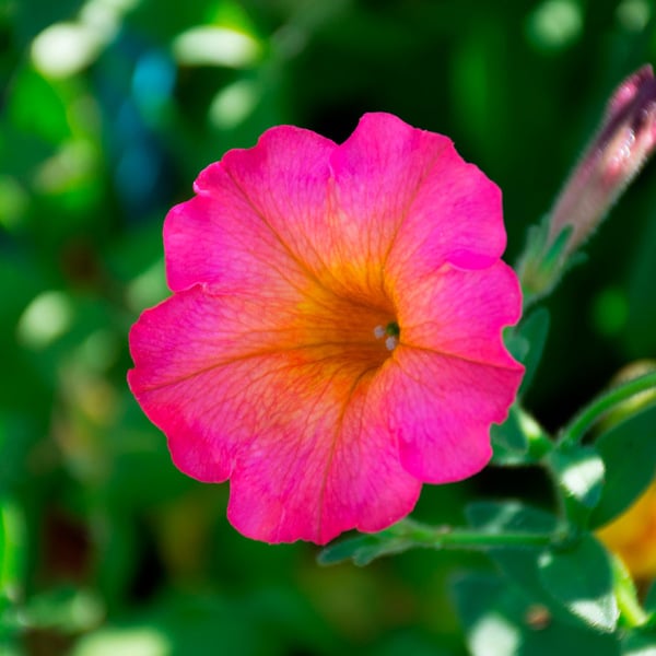 Petunia Crazytunia® Mayan Sunset | White Flower Farm