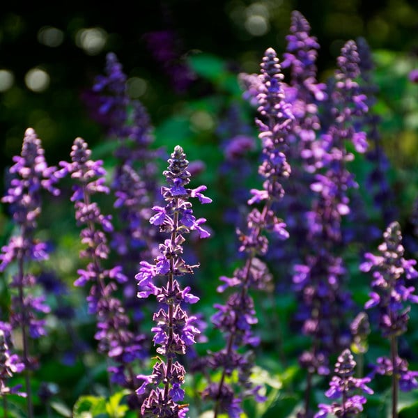Salvia Mystic Spires | White Flower Farm