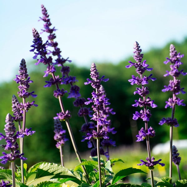 Salvia Mystic Spires | White Flower Farm