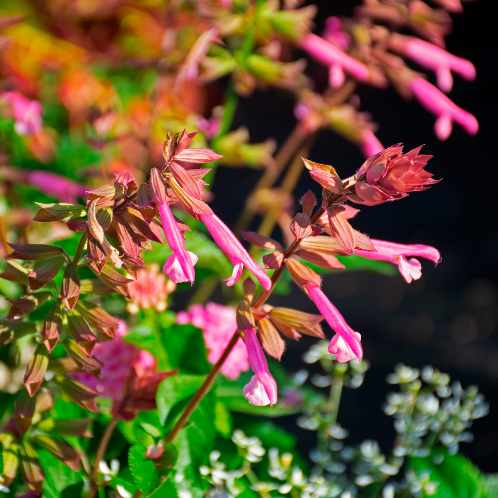 Salvia Skyscraper™ Pink | White Flower Farm