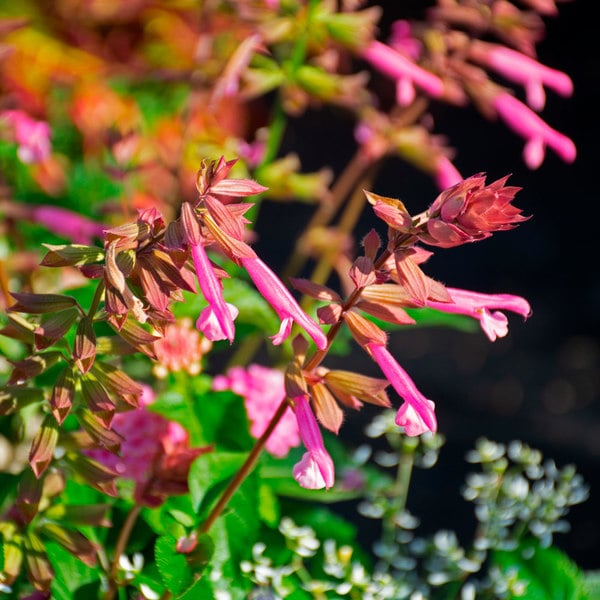 Salvia Skyscraper™ Pink | White Flower Farm