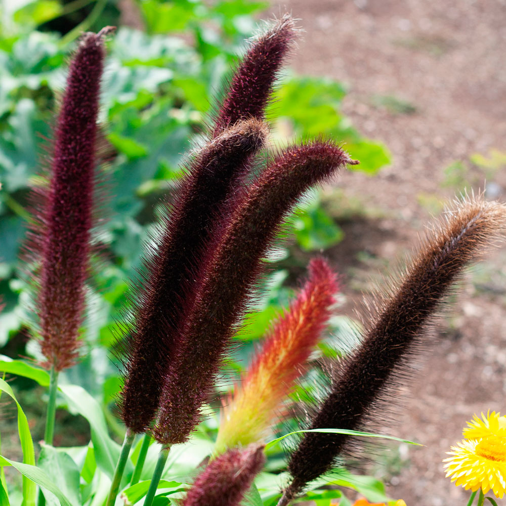 Pennisetum glaucum 'Jade Princess' | White Flower Farm