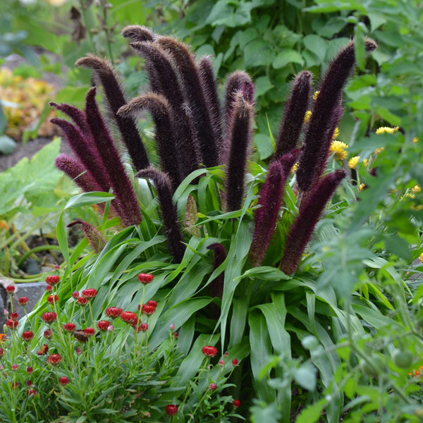 Pennisetum glaucum 'Jade Princess' | White Flower Farm