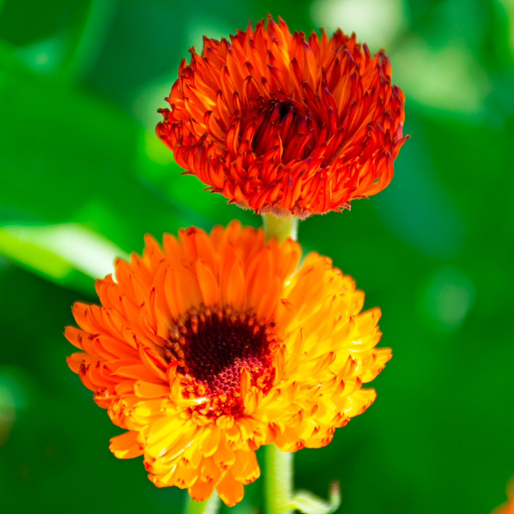 Calendula officinalis 'Neon' | White Flower Farm