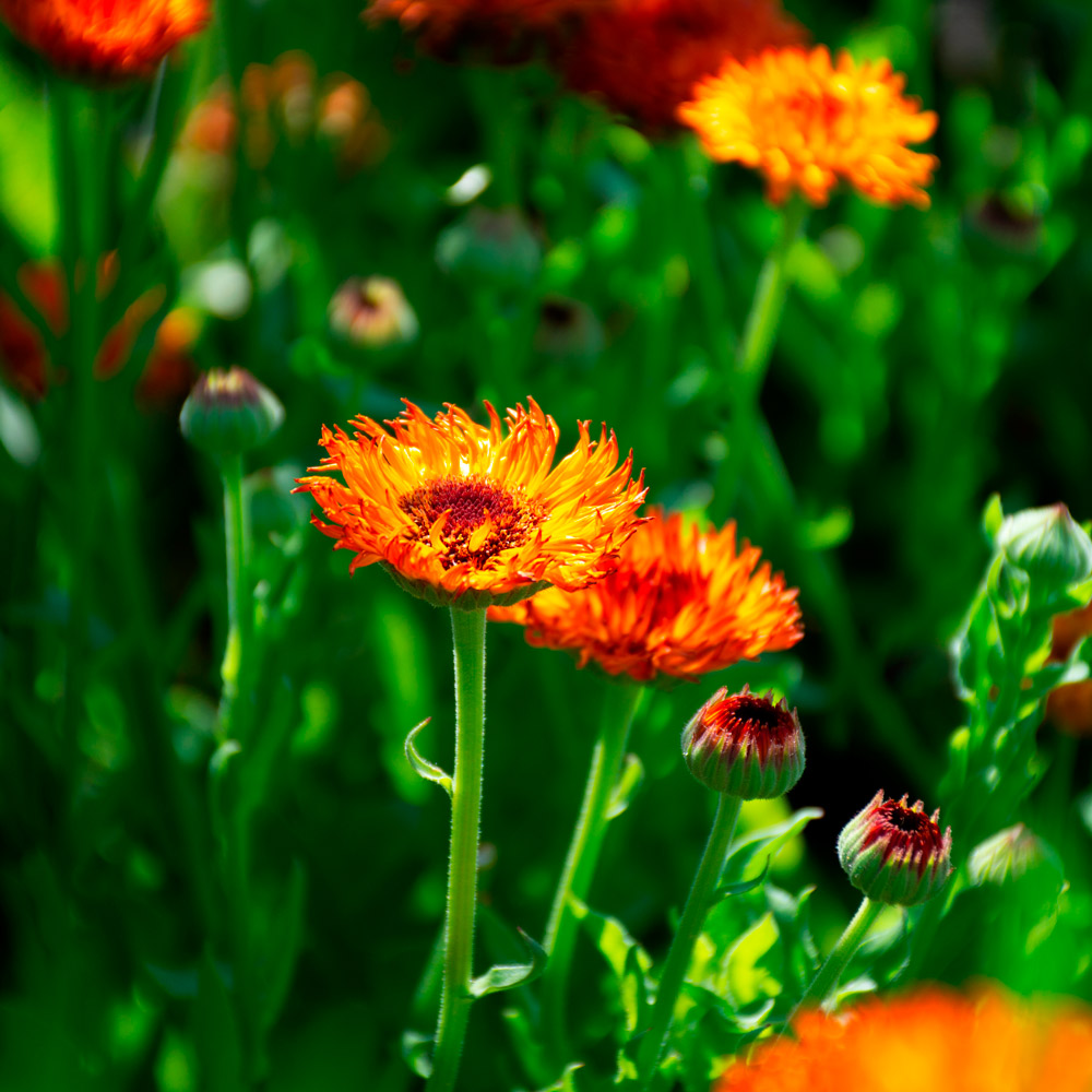 Calendula officinalis 'Neon' | White Flower Farm