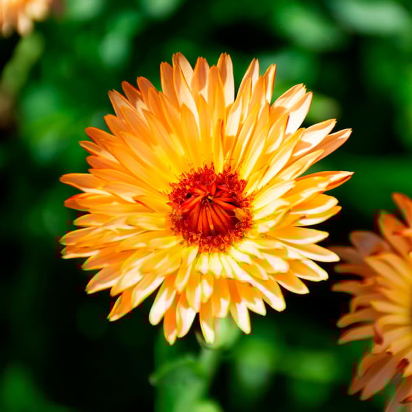 Calendula officinalis 'Zeolights' | White Flower Farm