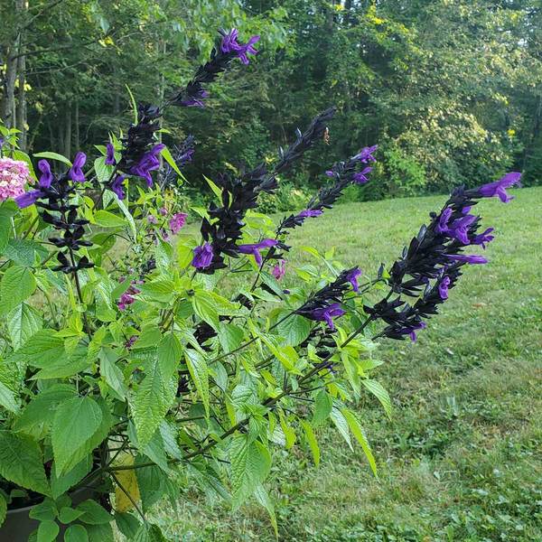 Salvia Bodacious® Hummingbird Falls | White Flower Farm