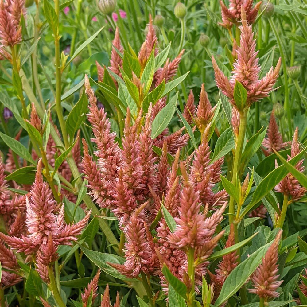 Celosia spicata Celway™ Terracotta | White Flower Farm