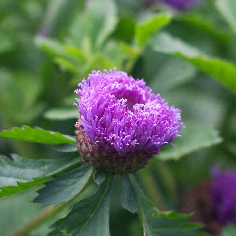 Centratherum intermedium 'Pineapple Sangria' | White Flower Farm