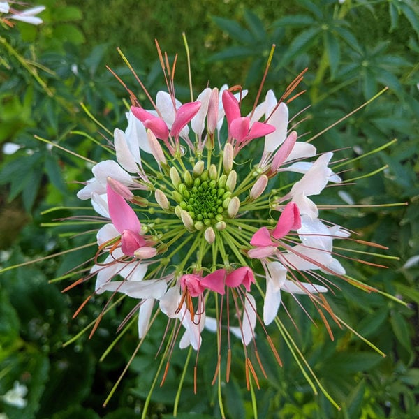 Cleome hassleriana Sparkler™ 2.0 Blush | White Flower Farm