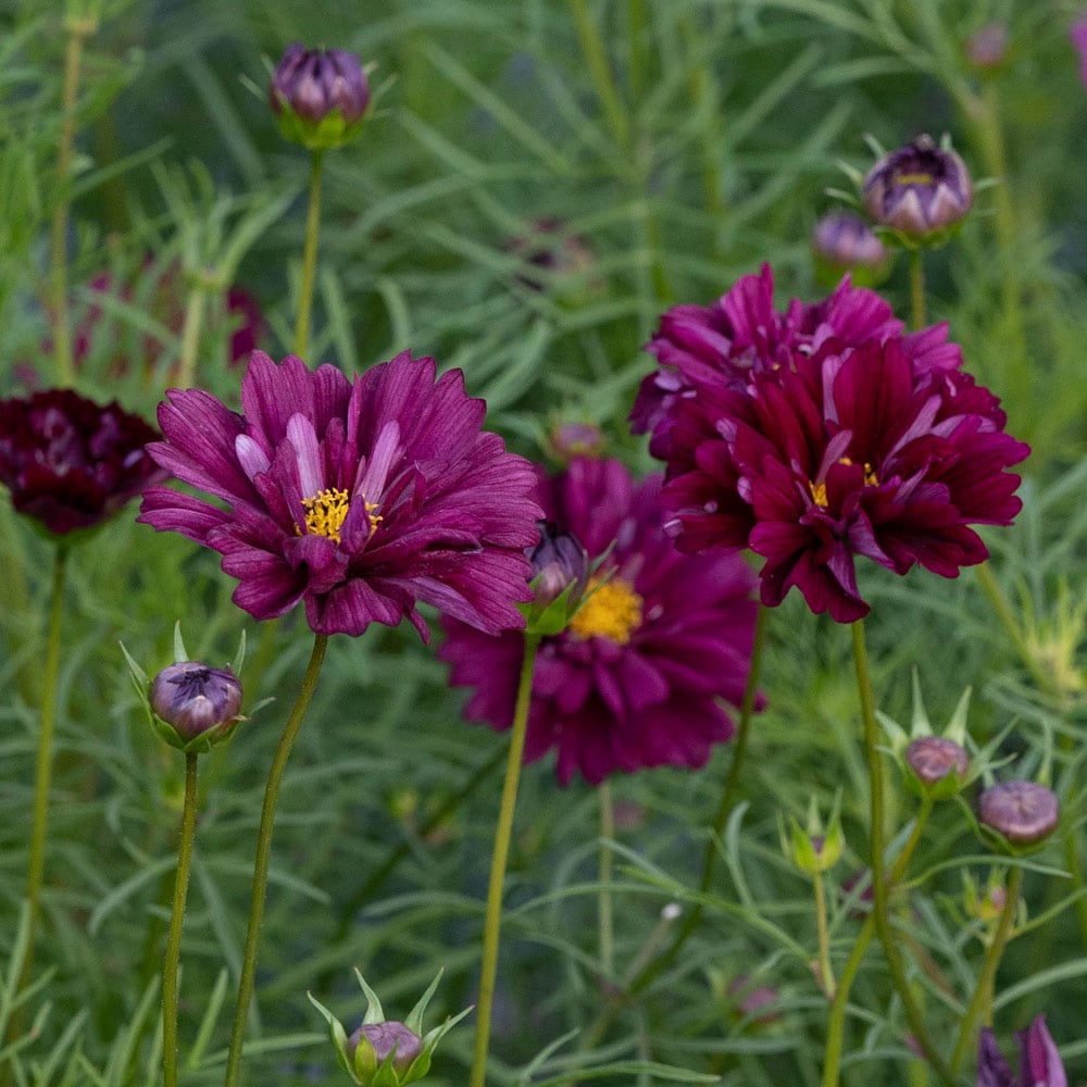 Cosmos bipinnatus 'Double Click Cranberries' | White Flower Farm
