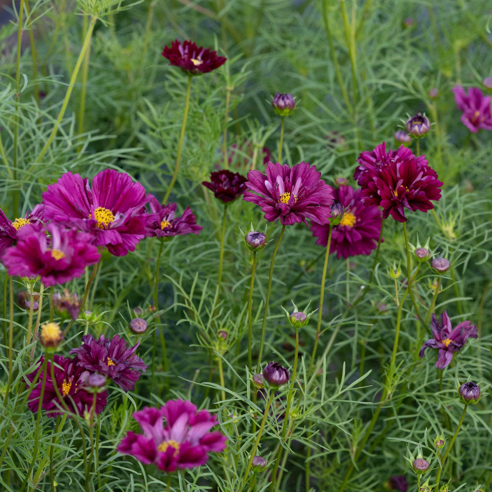 Cosmos bipinnatus 'Double Click Cranberries' | White Flower Farm