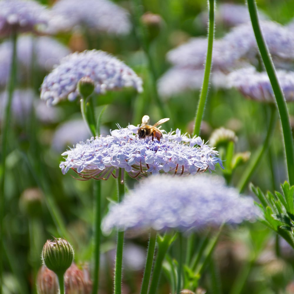 Trachymene coerulea 'Lacy Lavender Blue' | White Flower Farm