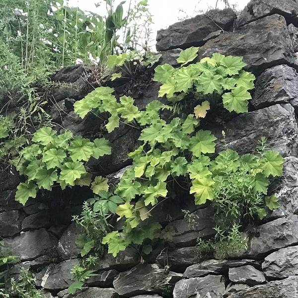 Heuchera villosa 'Autumn Bride' | White Flower Farm