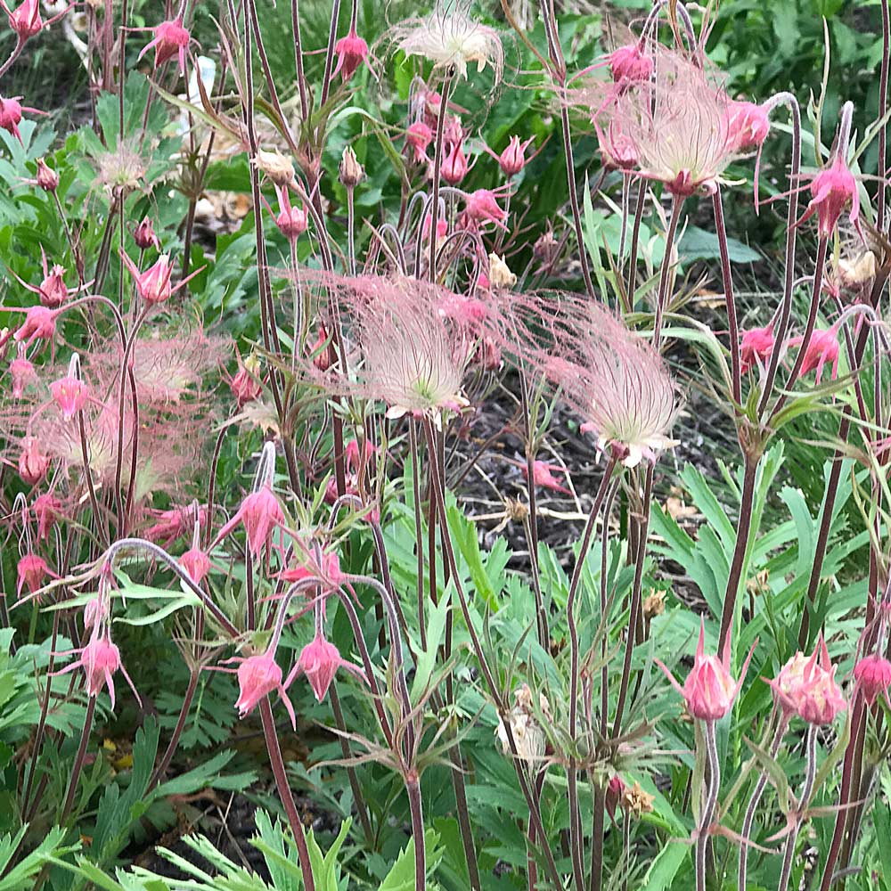 Geum triflorum | White Flower Farm