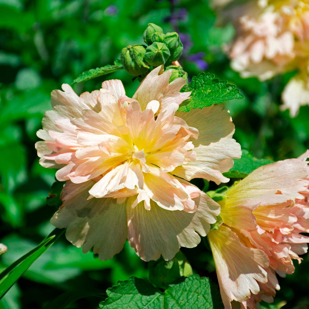 Alcea rosea Spring Celebrities™ 'Apricot' | White Flower Farm