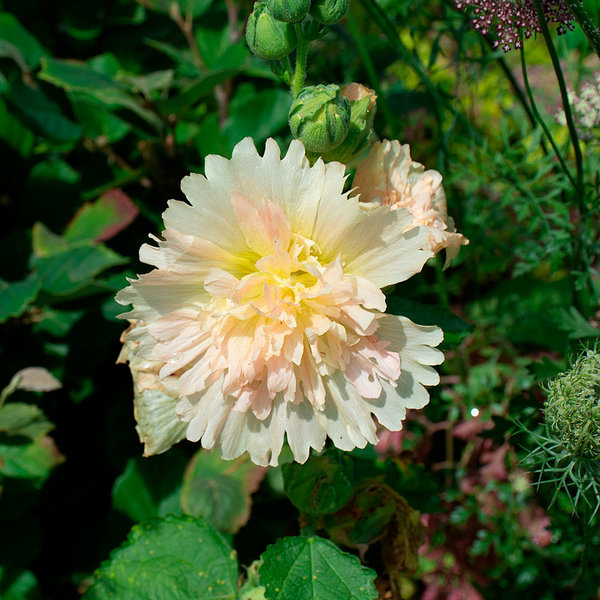 Alcea rosea Spring Celebrities™ 'Apricot' | White Flower Farm