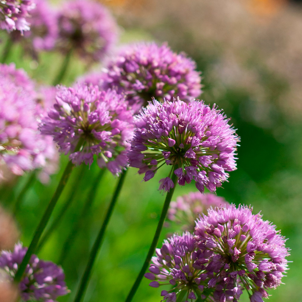 Allium 'Millenium' | White Flower Farm