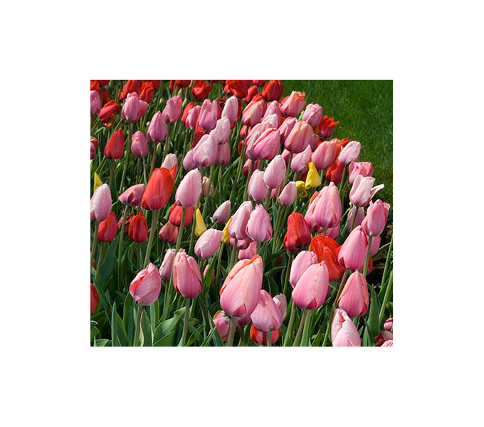 Impression Mix of Tulips | White Flower Farm