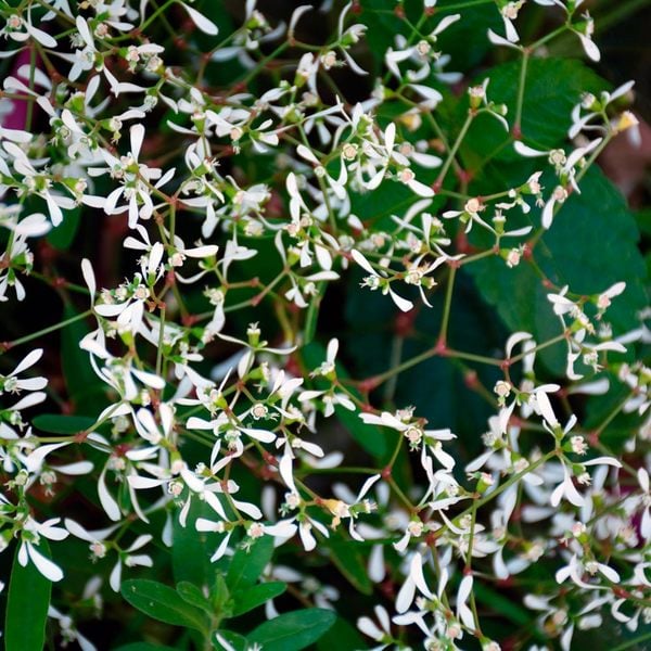 Euphorbia hypericifolia Breathless® White | White Flower Farm