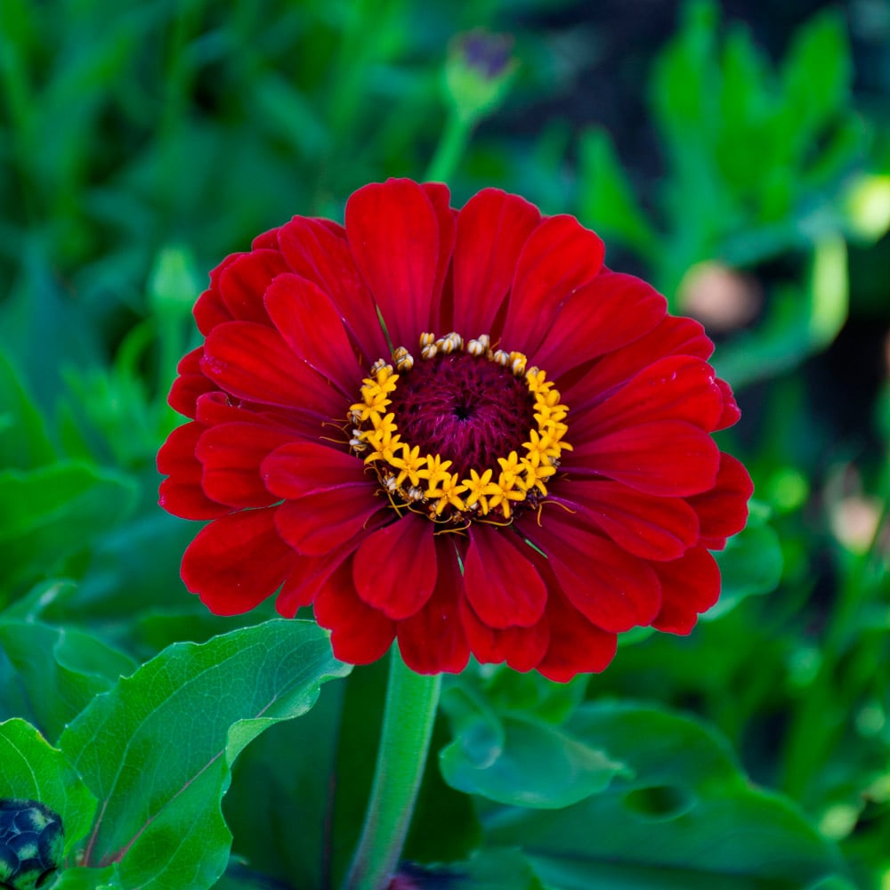 Zinnia elegans 'Giant Dahlia Flowered Deep Red' | White Flower Farm