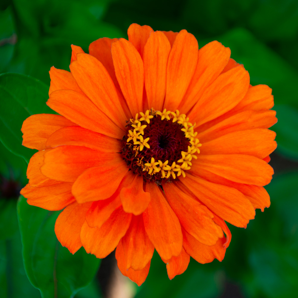 Zinnia elegans 'Inca' | White Flower Farm
