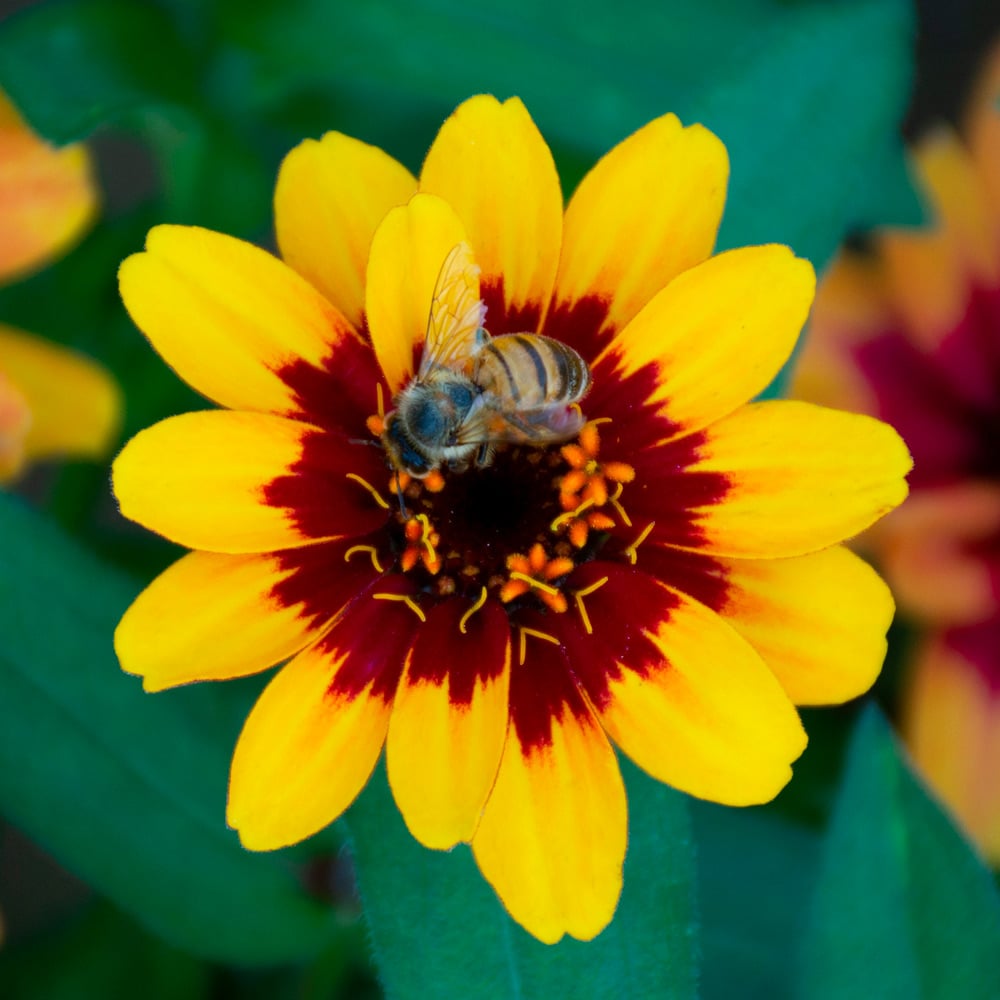 Zinnia 'Profusion Red Yellow Bicolor' | White Flower Farm