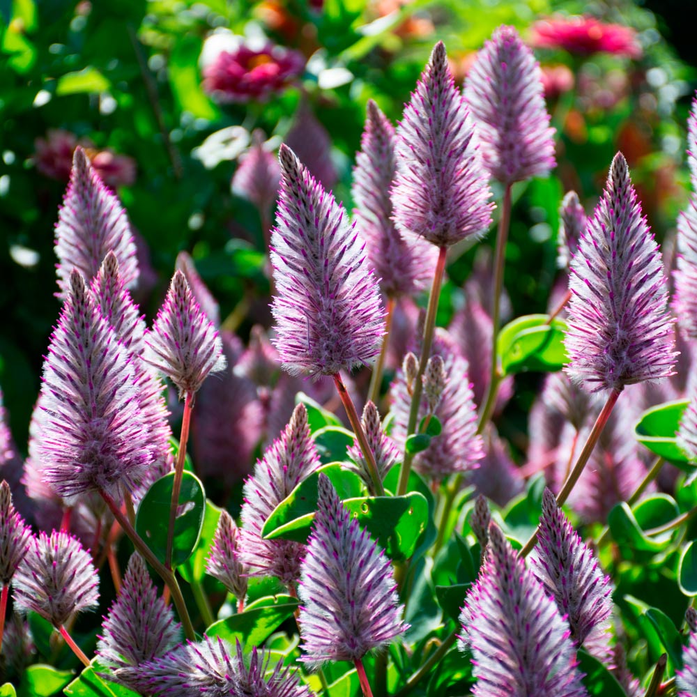 Ptilotus exaltatus 'Matilda' | White Flower Farm