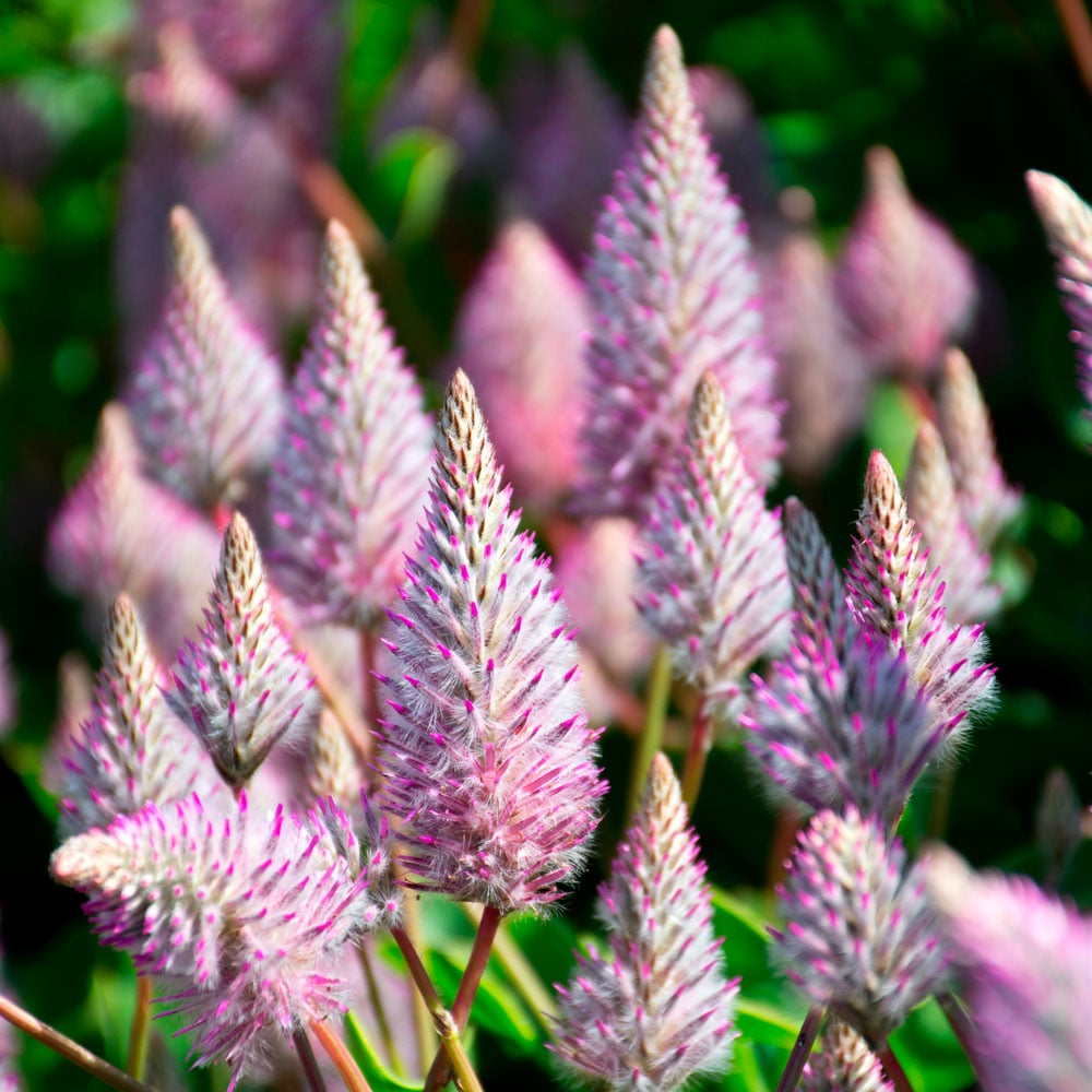 Ptilotus exaltatus 'Matilda' | White Flower Farm