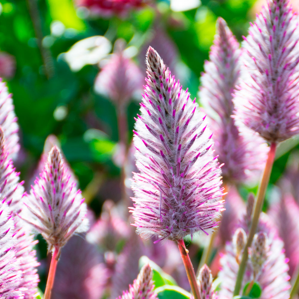 Ptilotus exaltatus 'Matilda' | White Flower Farm