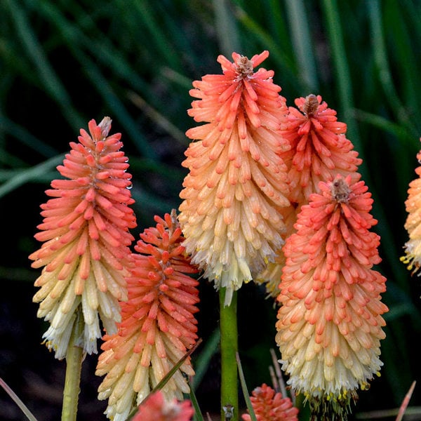 Kniphofia Pyromania® 'Hot and Cold' | White Flower Farm